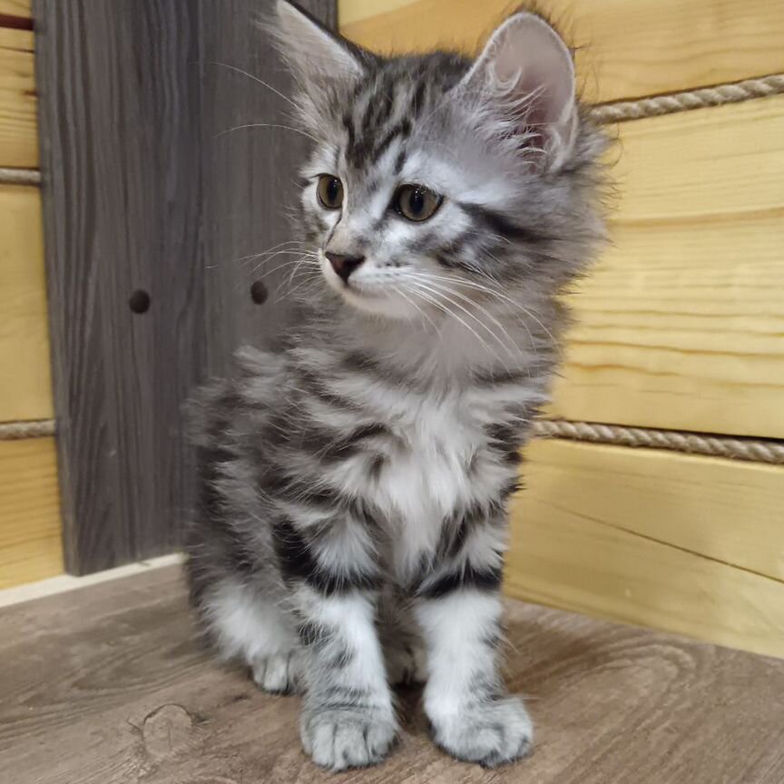 Котята курильский бобтейл