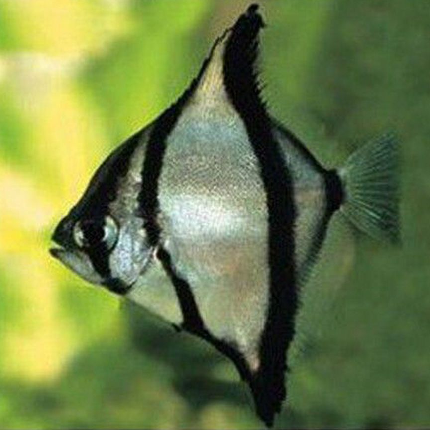 Монодактил себа(темный ) 5 см