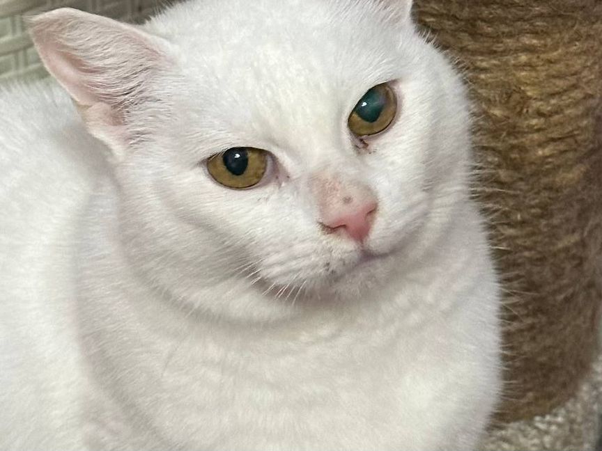 Белоснежная красавица. Ласковая и игривая