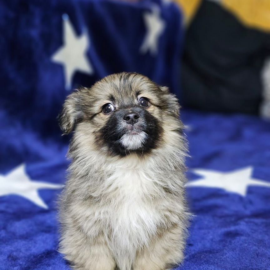 Щенок-кудряшек Мажор 3 мес, от мамы пекинес