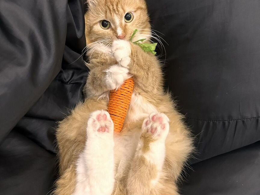 Сибирская кошка в добрые руки