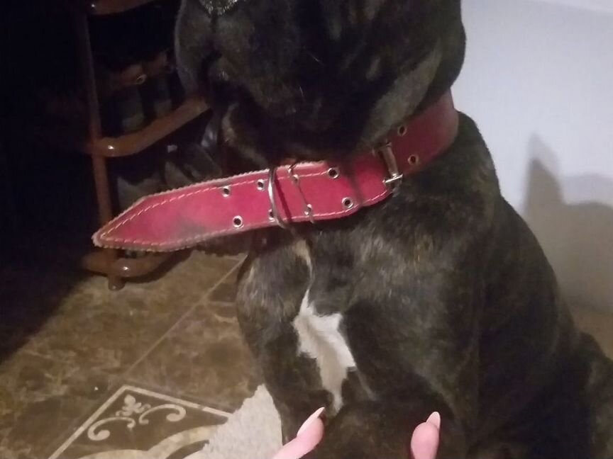 Собака в добрые руки отдам бесплатно