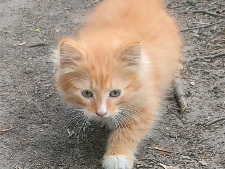 Котята 1 марта