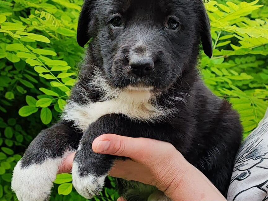 Малышка от крупной собачки