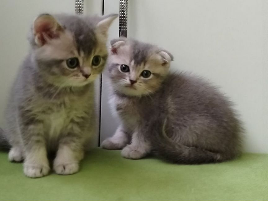 Шотландская