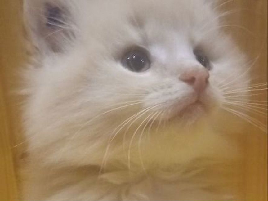 Очаровательный котёнок