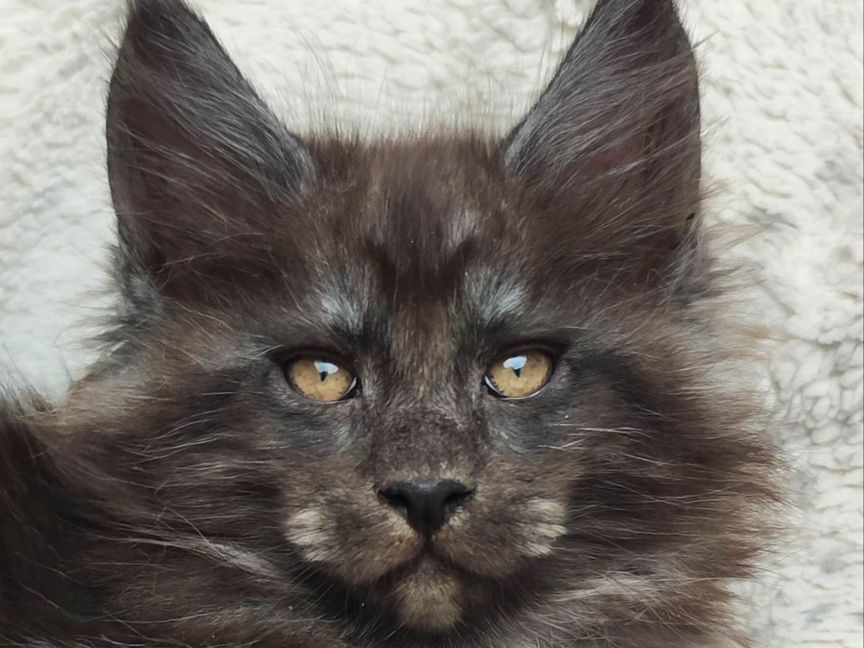 Котенок Мейн Кун шоу класса 2 месяца