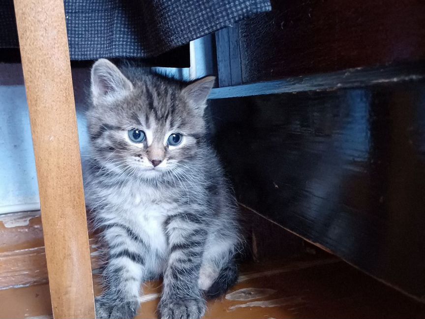 Кошки в добрые руки бесплатно