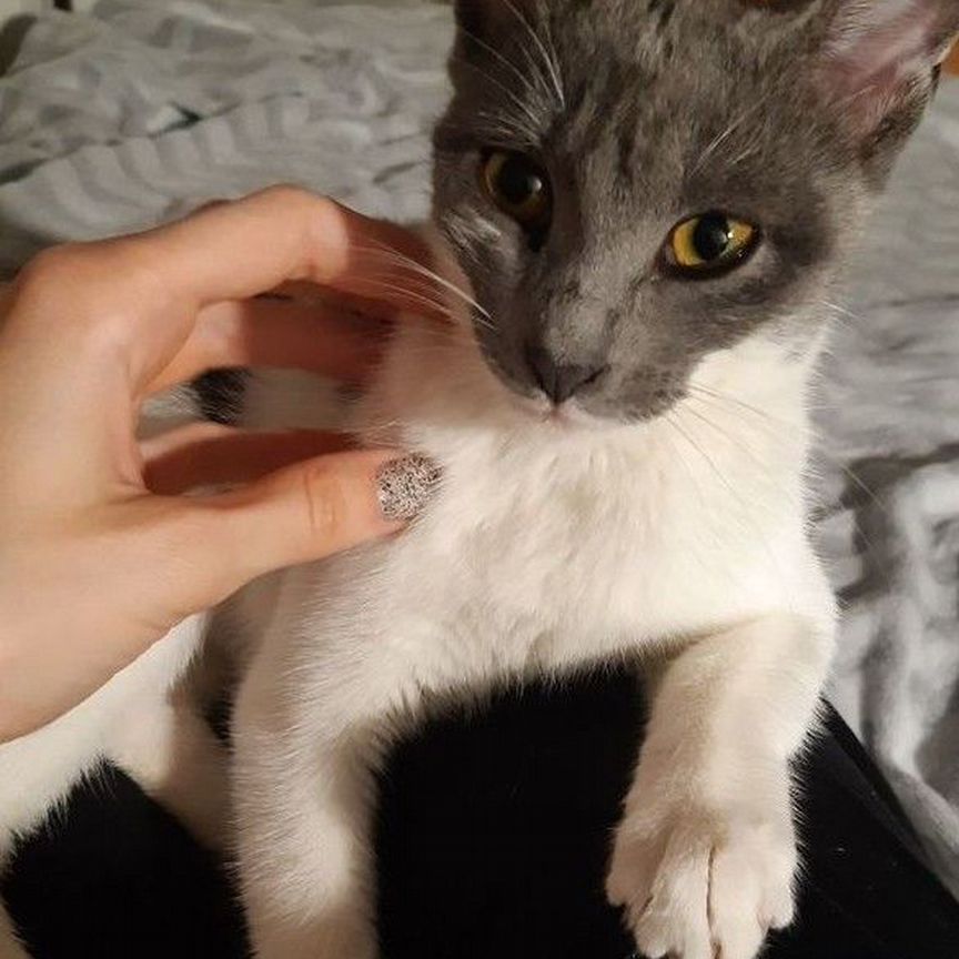 Котенок в добрые руки