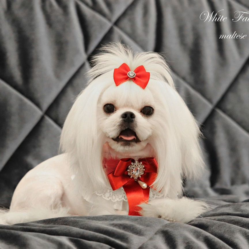 Мальчик мальтезе для любви (Корея)