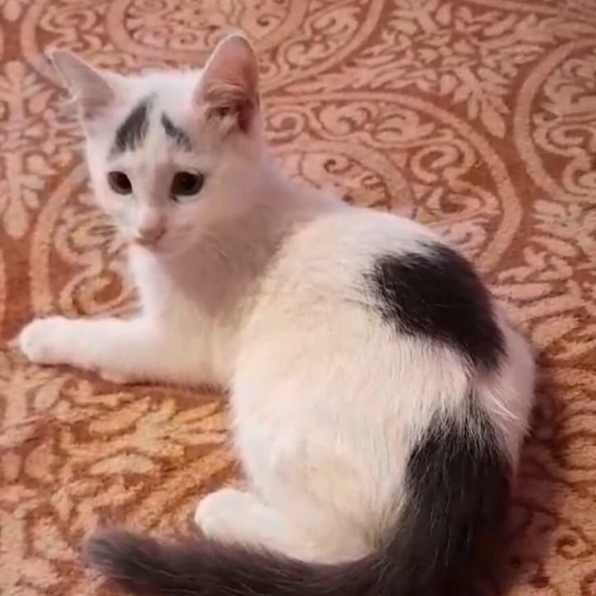 Котенок в добрые ручки