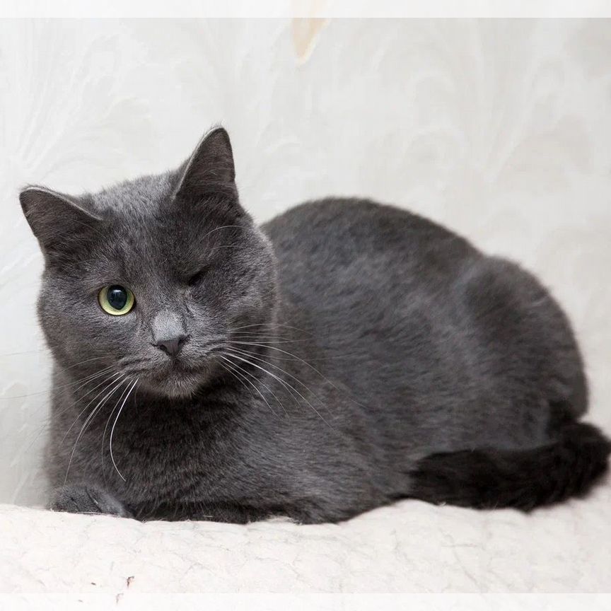 Взрослый кот из приюта