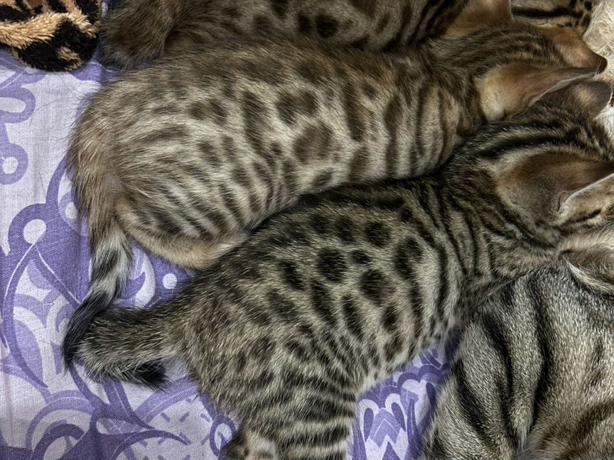 Бенгальские котята