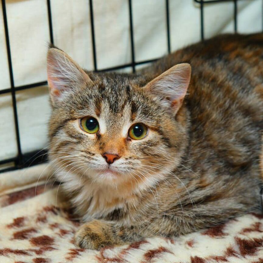 Котёнок Варежка в добрые руки