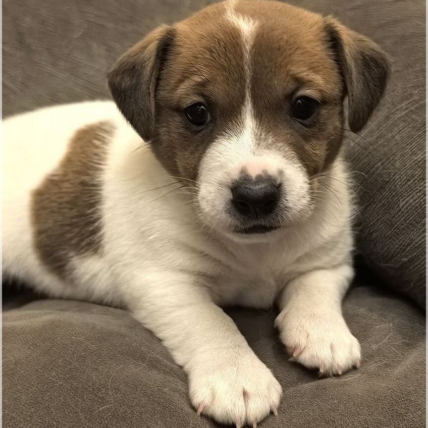 Джек рассел терьер девочка