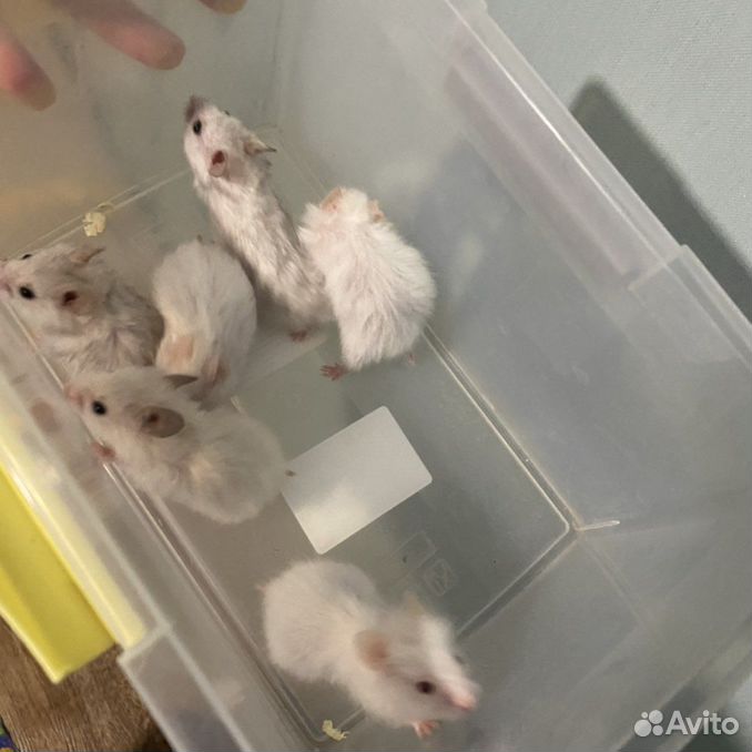 Сирийский белый хомяк