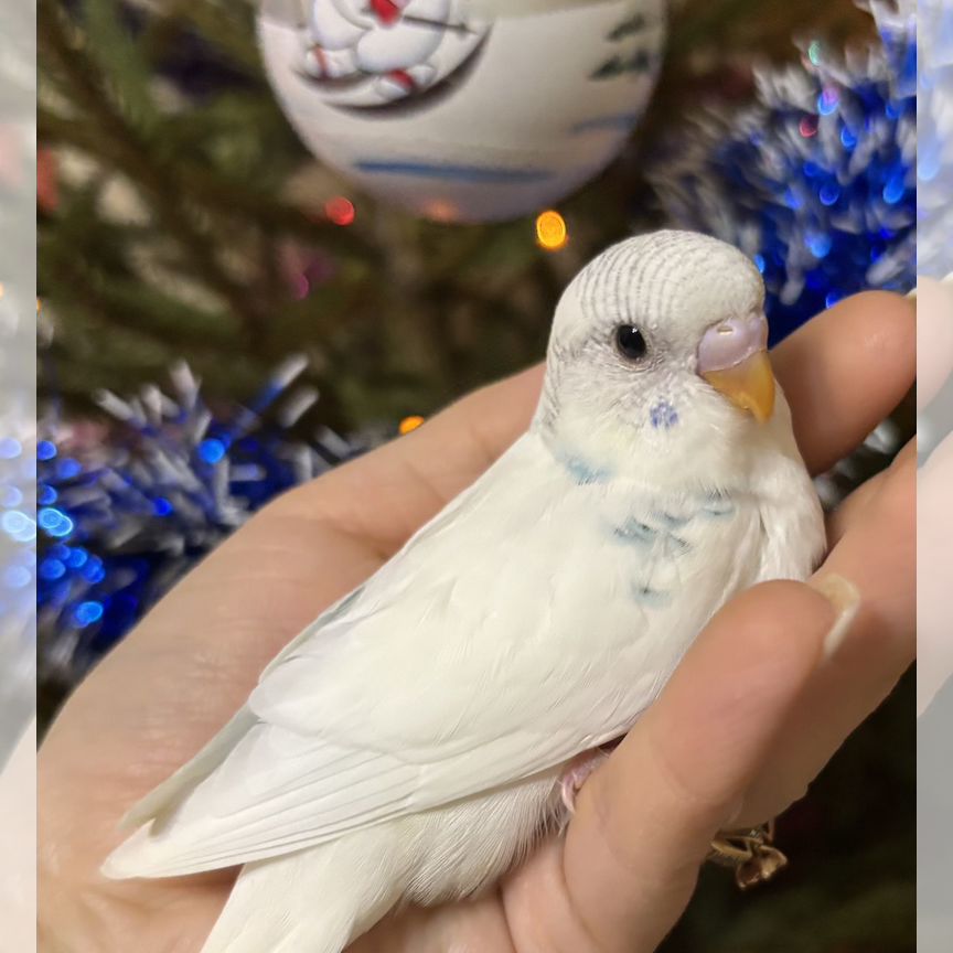 Волнистый попугай. Птенец из гнезда