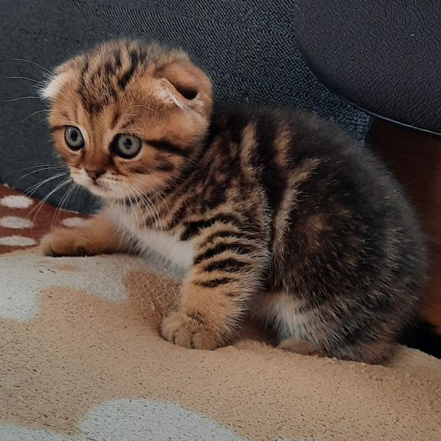 Шотландский вислоухий короткошёрстный котёнок