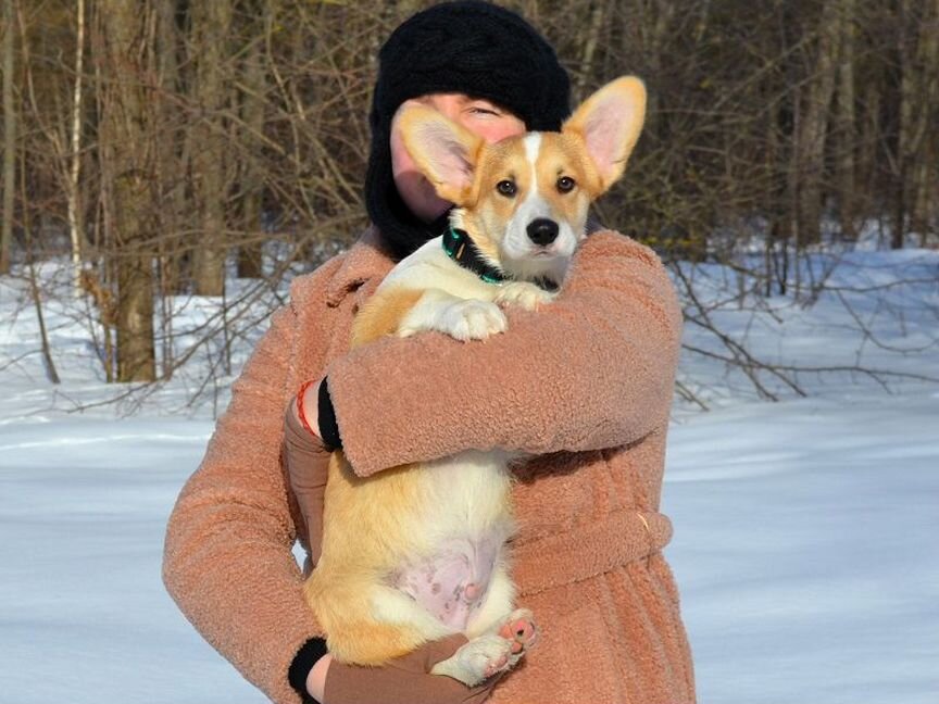 Лёва малыш корги