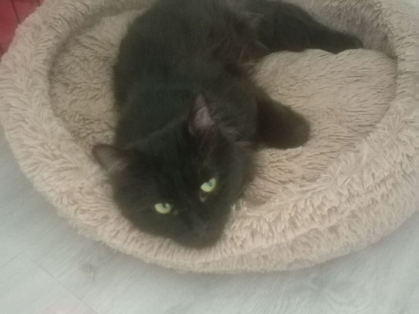 Котик Лелик в добрые руки