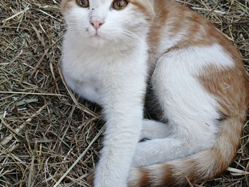 Котик в добрые руки