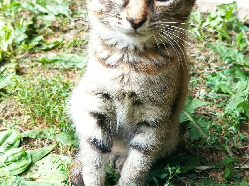 Отдам котенка в добрые руки