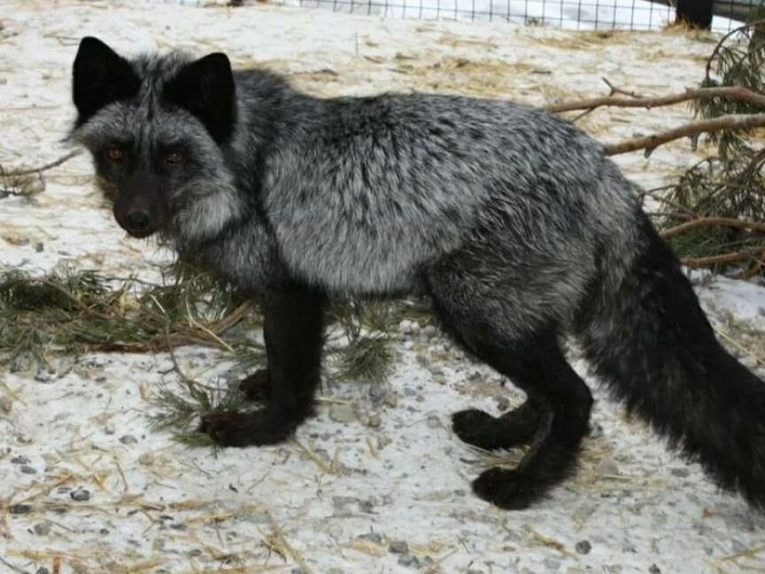 Чернобурка щенки