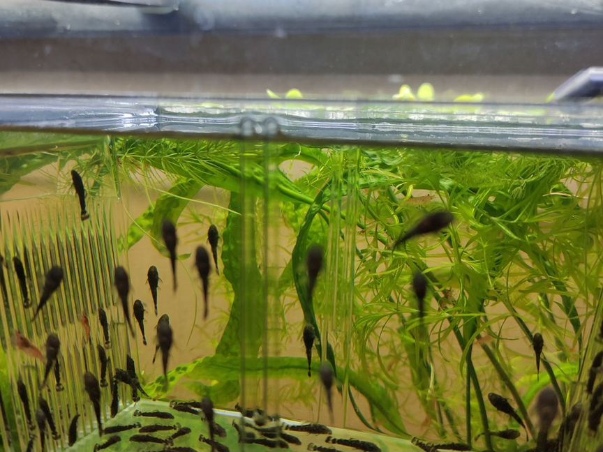 Аквариумные рыбки