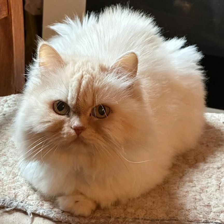 Персидская кошка, взрослая