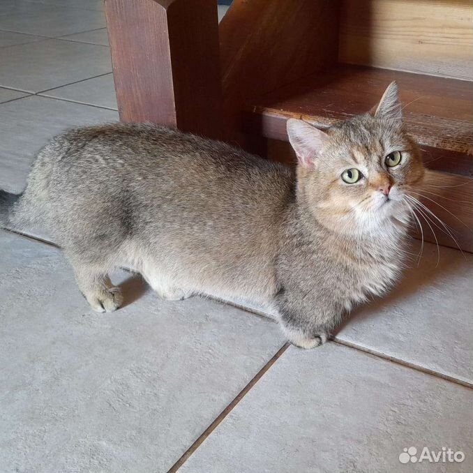 Золотой котик манчкин 1 годик.В любимцы