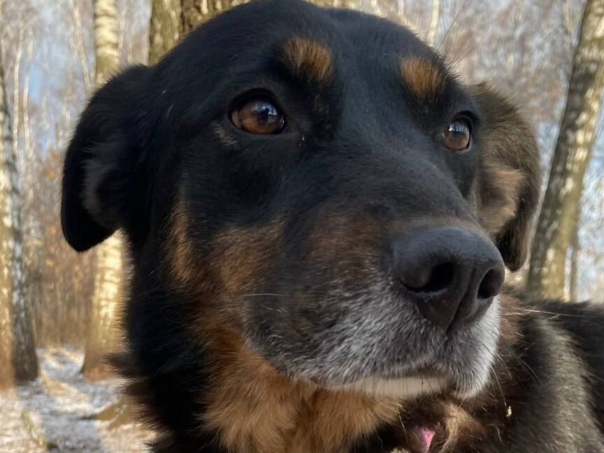 Замечательная Китнисс ищет хозяина