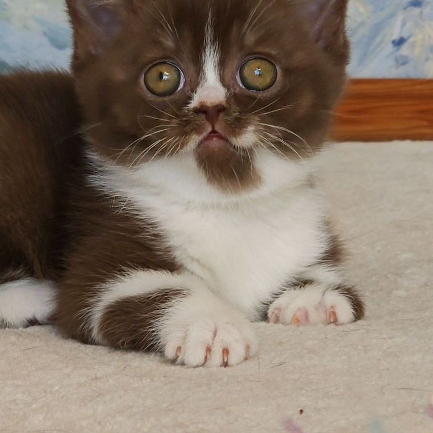 Британский короткошёрстный котёнок