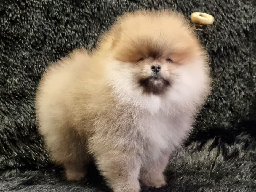 Красотуля, тип мишка