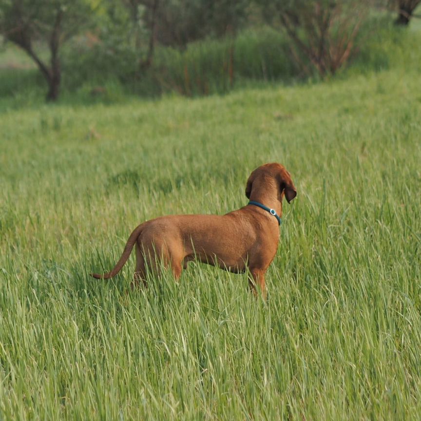 Выжла кобель
