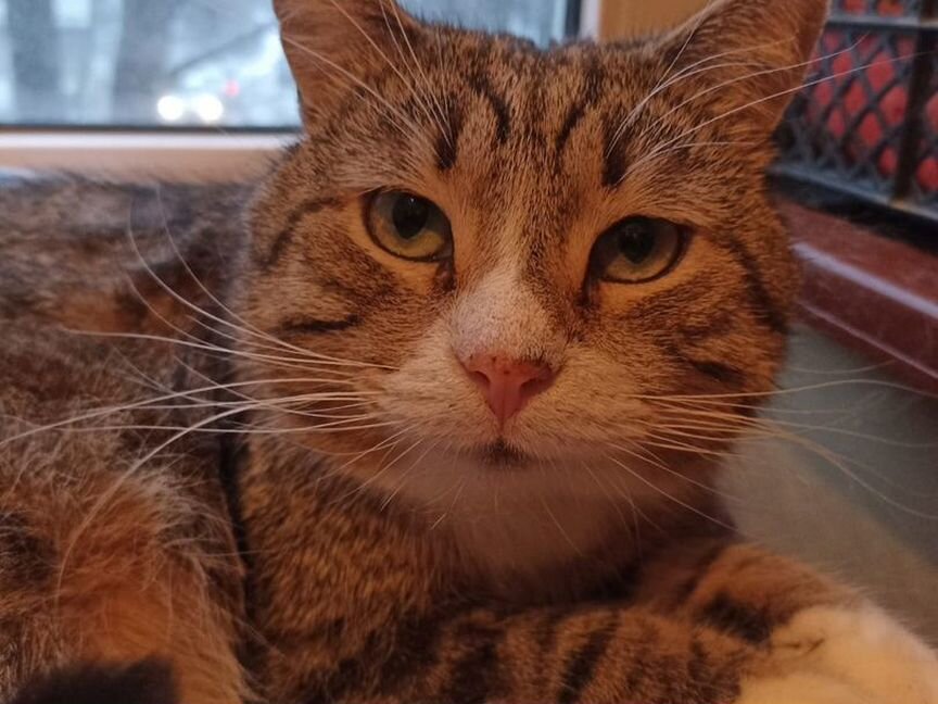 Классный котик Яшенька в поисках своего человека