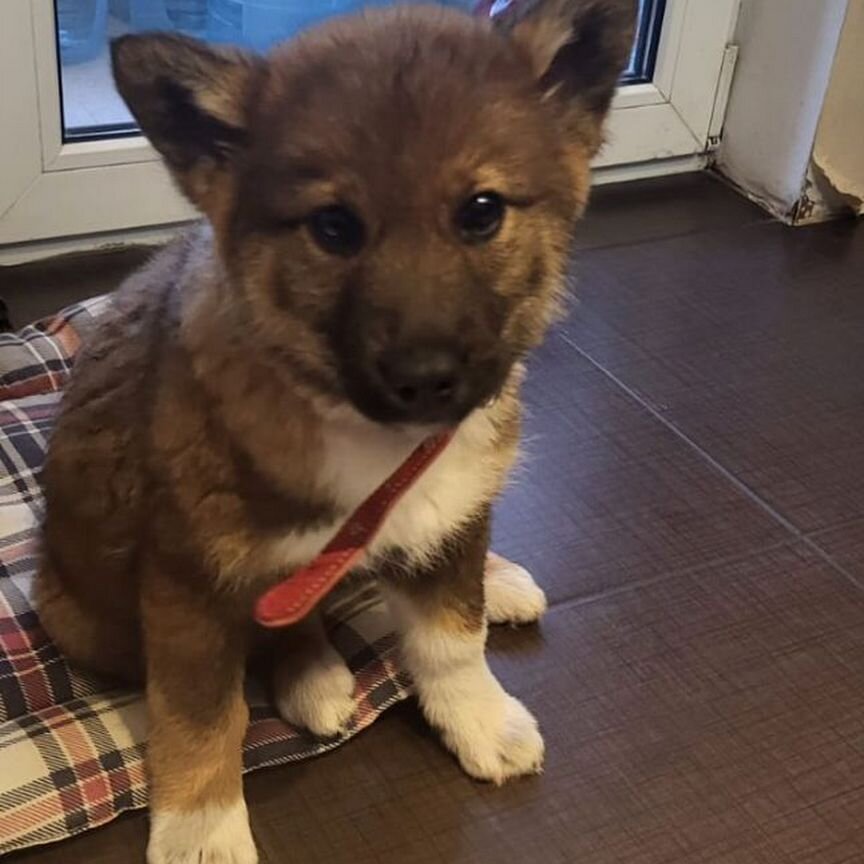 Щенок в добрые руки