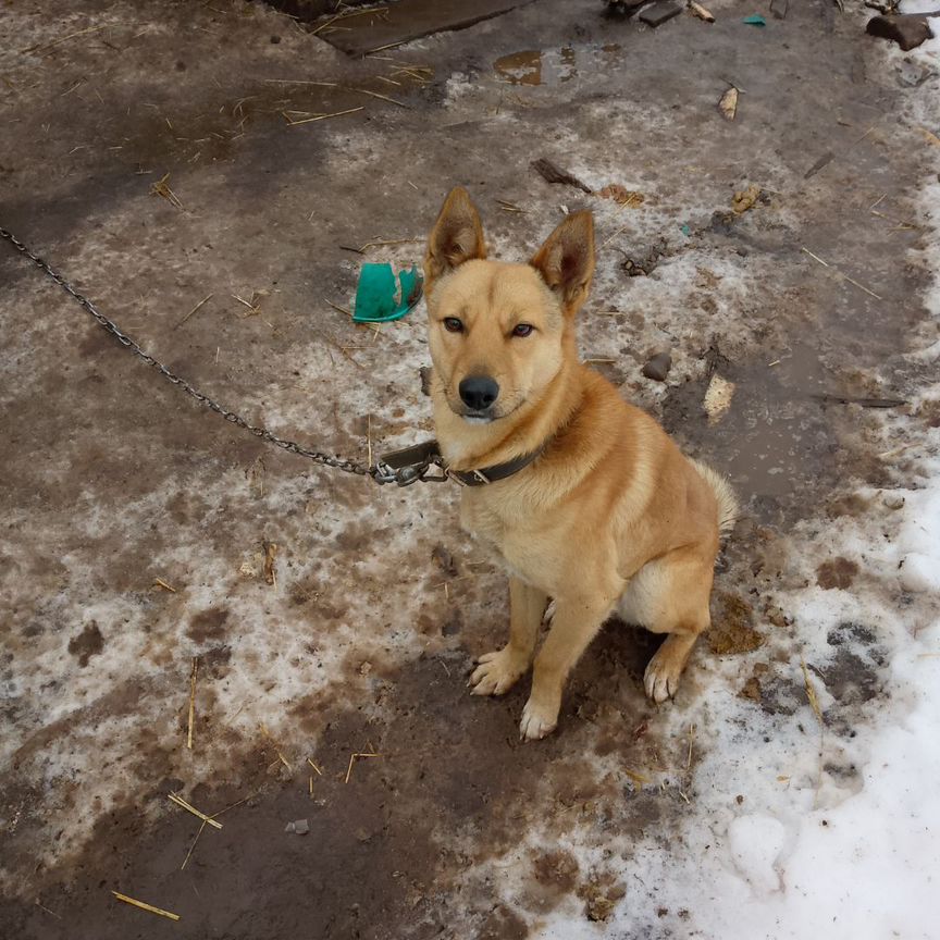 Лайка смесь