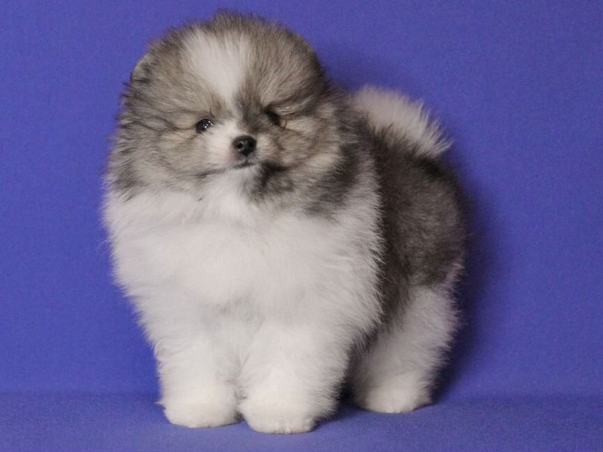 Щенок шпиц, бело-волчий окрас