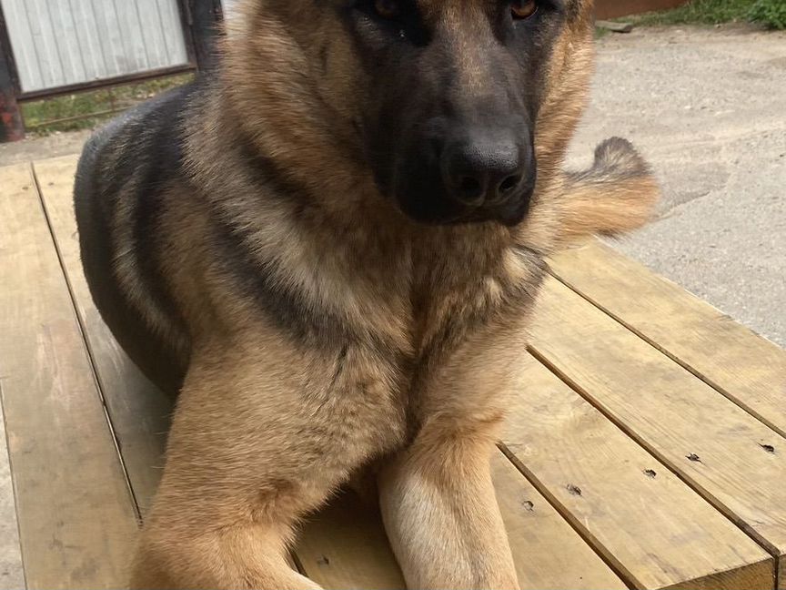 Немецкая овчарка вязка сучка