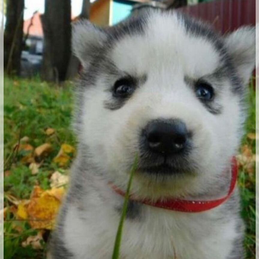 Щенки сибирской хаски