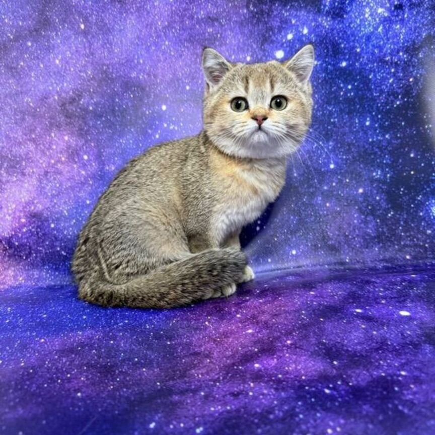 Золотая шиншилла страйт