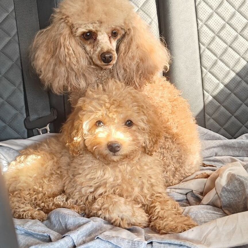 Той-пудель, взрослая собака