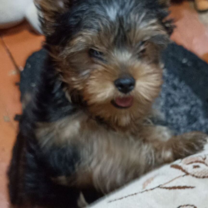 Йоркширский терьер мини беби фейс щенки