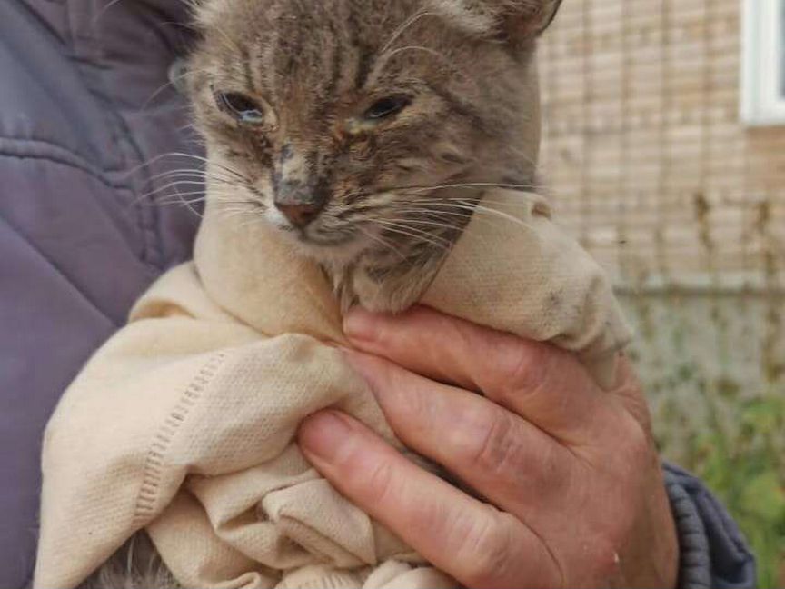 Умирает подросток котенок