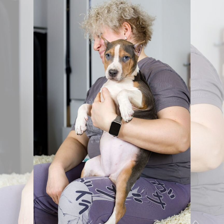 Американский стаффордширский терьер, щенок