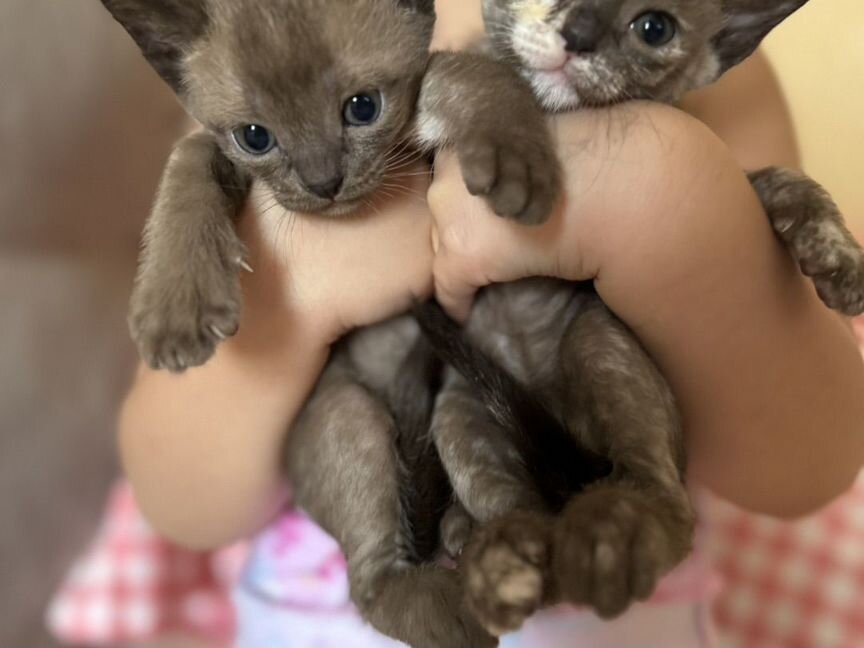 Бурманские котята