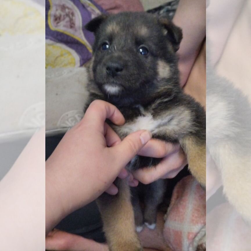 Щенок в добрые руки