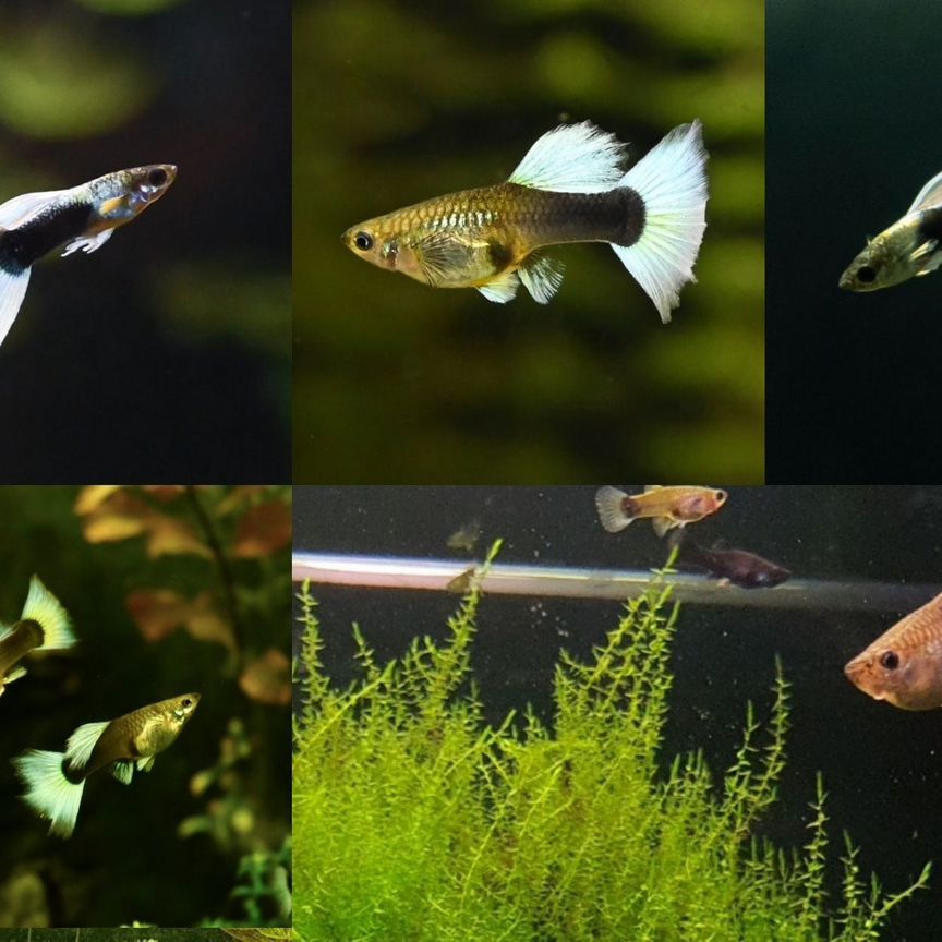 Гуппи канадцы бесплатно