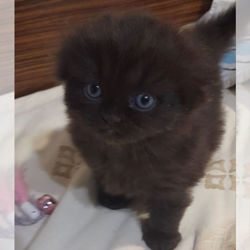 Кошечки Шотландские 1,5 мес