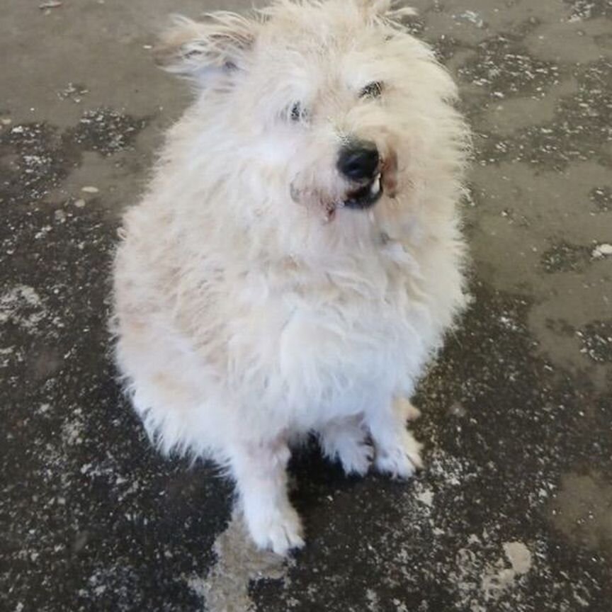 Взрослый пёс в добрые руки